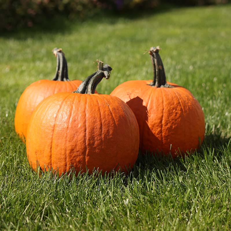 Pumpkin Gladiator F1 Seed – Harris Seeds