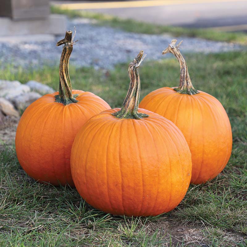Pumpkin Gladiator F1 Seed – Harris Seeds