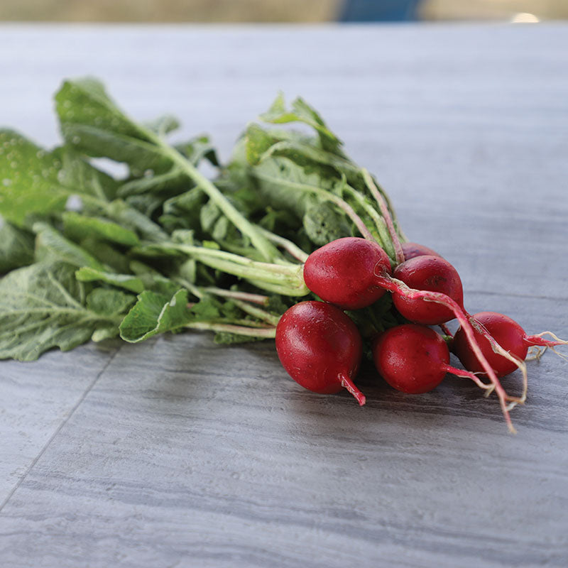 Radish Cherry Belle Seed – Harris Seeds
