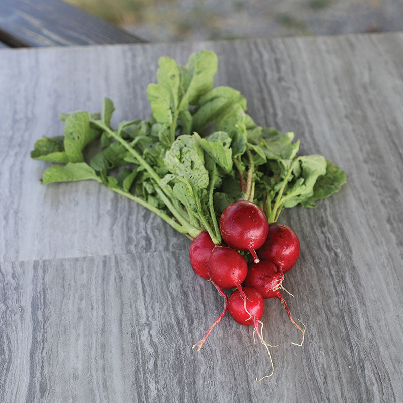 Radish Cherry Belle Seed – Harris Seeds