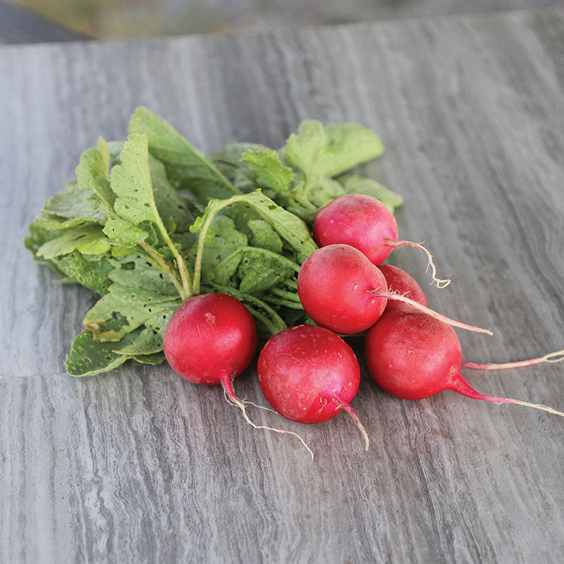 Radish Champion Seed – Harris Seeds