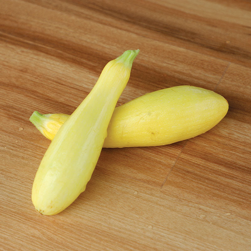 Squash Lioness F1 Seed – Harris Seeds