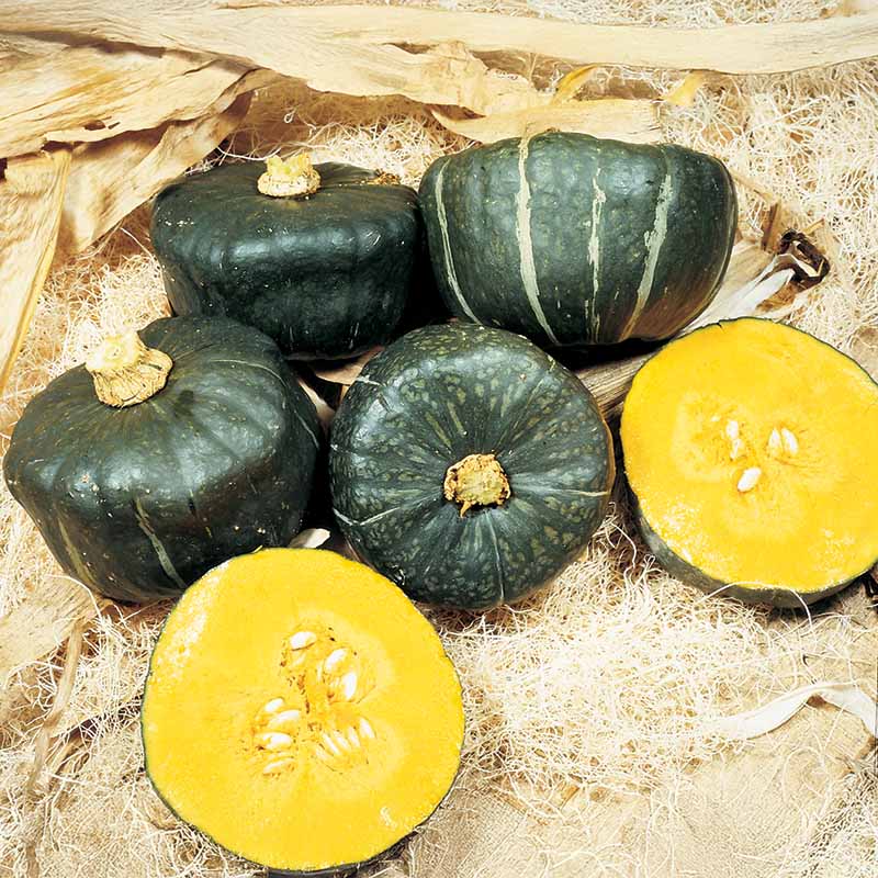Squash Burgess Buttercup Seed – Harris Seeds