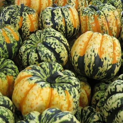 Squash Carnival F1 Seed – Harris Seeds