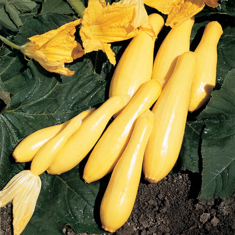Squash Superpik F1 Seed – Harris Seeds