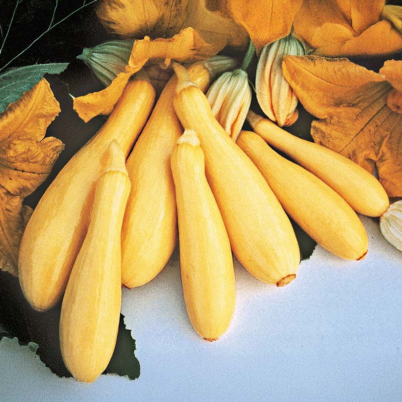 Squash Superpik F1 Seed – Harris Seeds