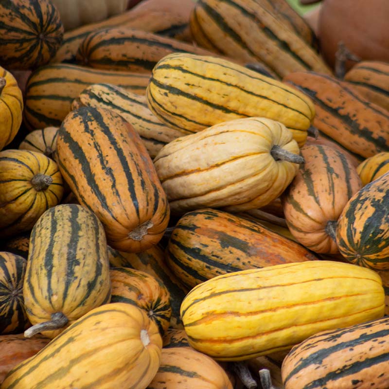 Squash Delicata Seed – Harris Seeds