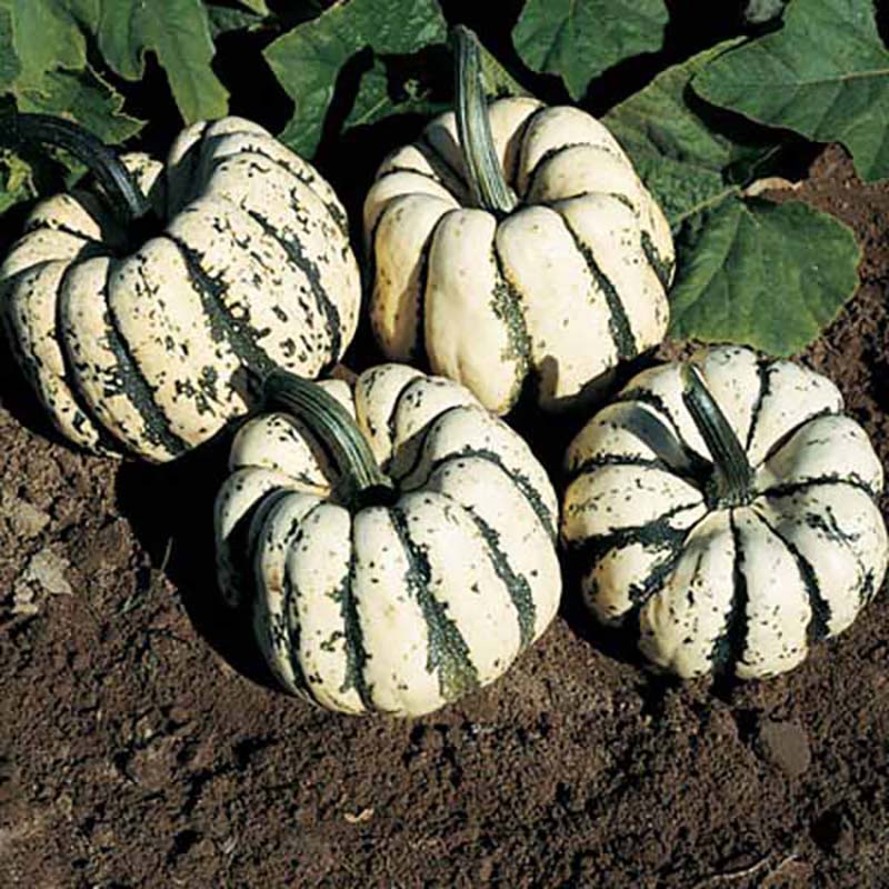 Squash Sweet Dumpling Seed – Harris Seeds