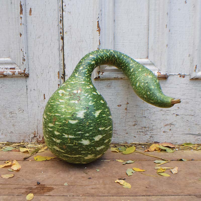Gourd Speckled Swan Seed – Harris Seeds