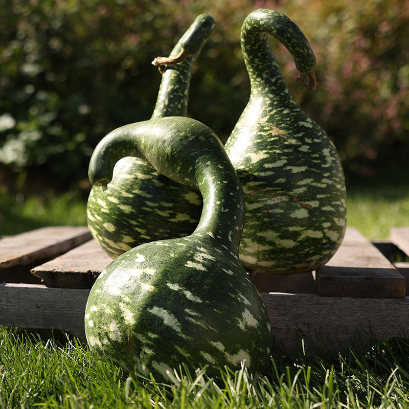 Gourd Speckled Swan Seed – Harris Seeds
