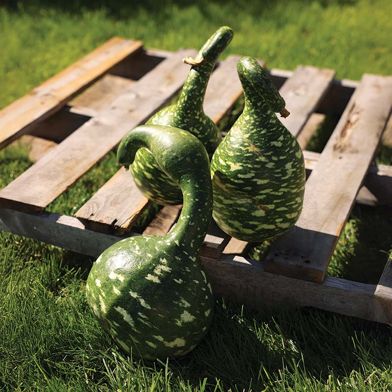 Gourd Speckled Swan Seed – Harris Seeds