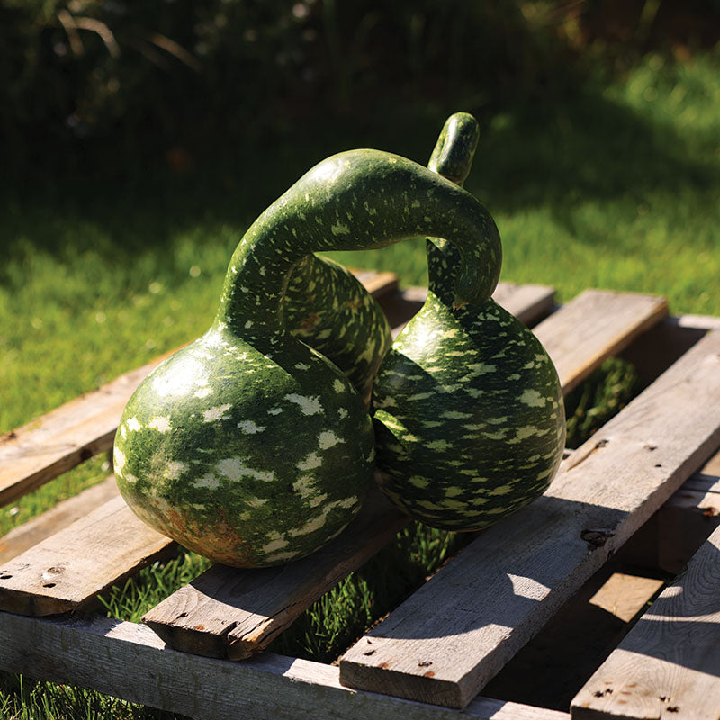 Gourd Speckled Swan Seed – Harris Seeds