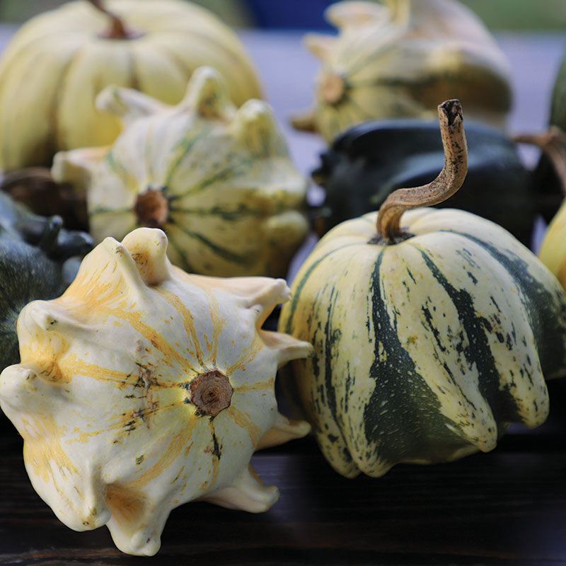 Gourd Shenot Crown of Thorns Seed – Harris Seeds