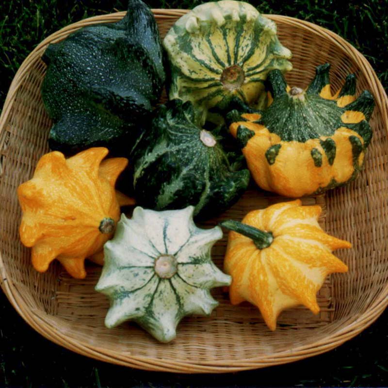 Gourd Shenot Crown of Thorns Seed – Harris Seeds