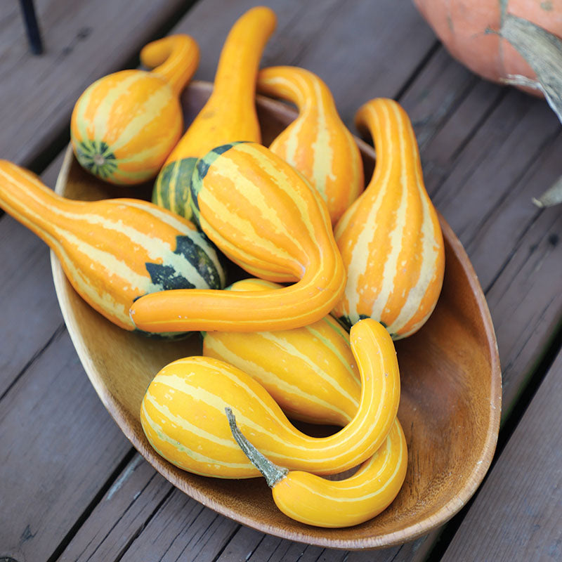 Gourd Spoon – Harris Seeds