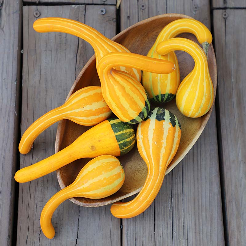Gourd Spoon – Harris Seeds