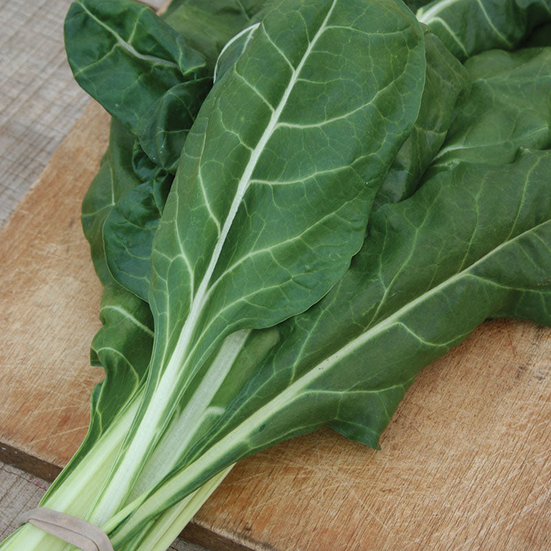 Swiss Chard Large White Ribbed Seed – Harris Seeds