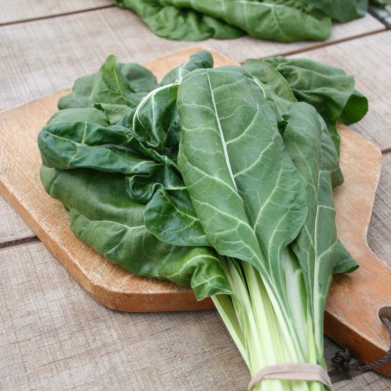 Swiss Chard Large White Ribbed Seed – Harris Seeds