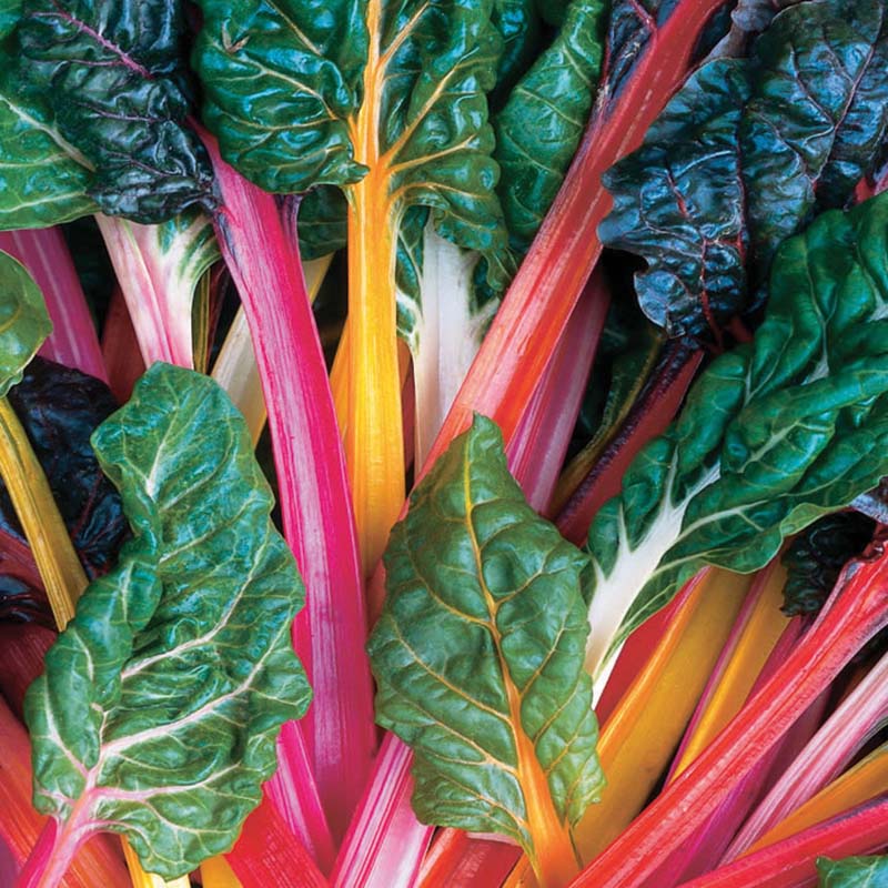 Swiss Chard Bright Lights Seed – Harris Seeds