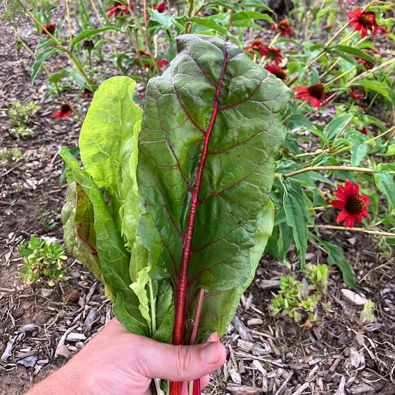 Swiss Chard Bright Lights Seed – Harris Seeds