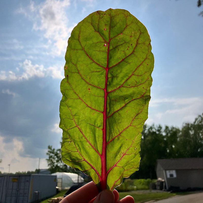 Swiss Chard Bright Lights Seed – Harris Seeds