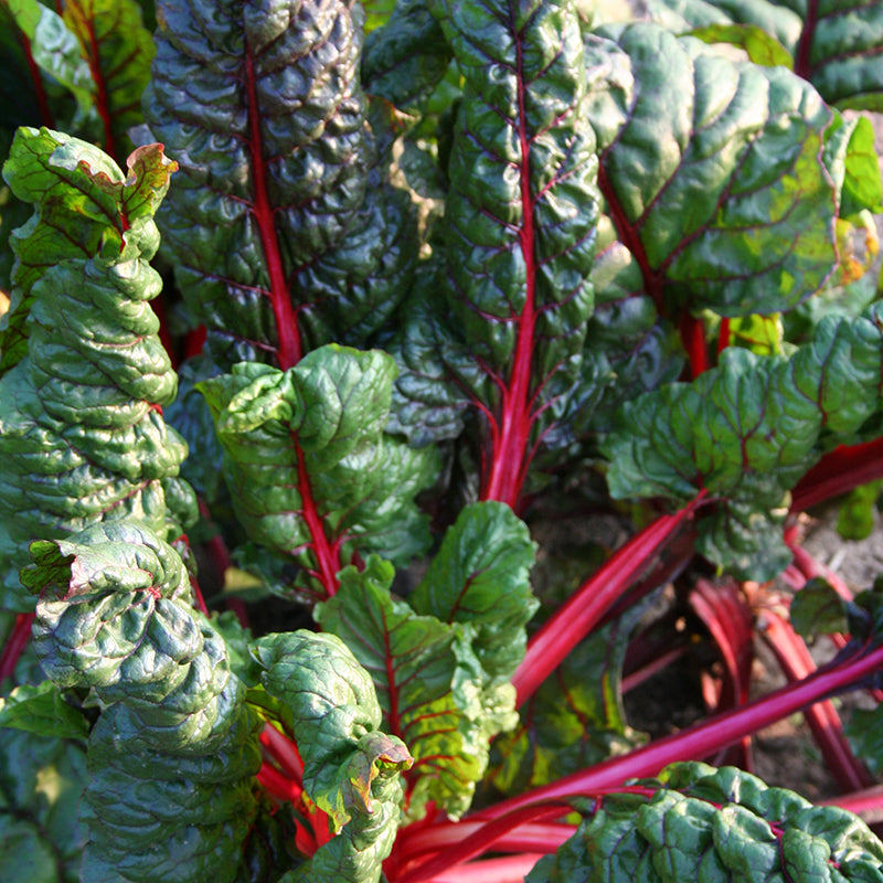 Swiss Chard Bright Lights Seed – Harris Seeds