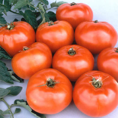 Tomato Jet Star F1 Seed – Harris Seeds