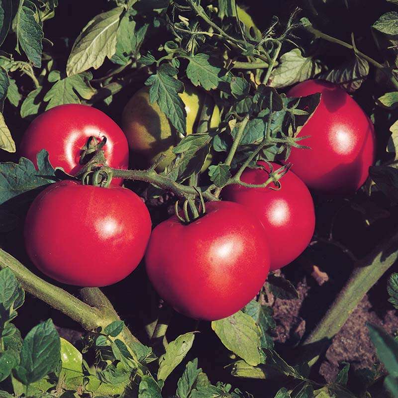 Tomato Jet Star F1 Seed – Harris Seeds