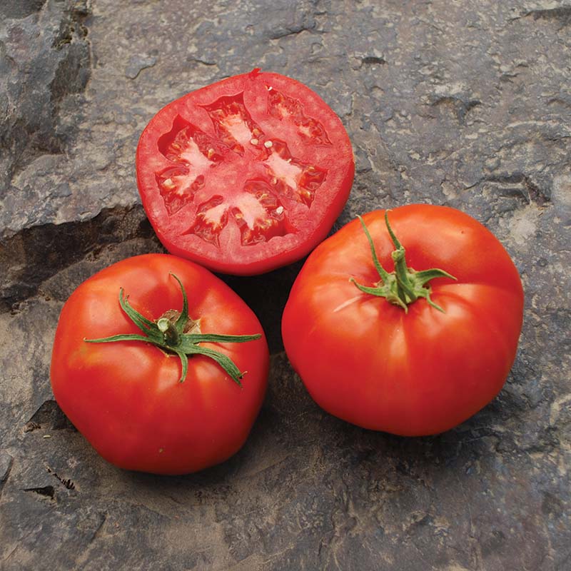Tomato Rutgers 250 Seed – Harris Seeds