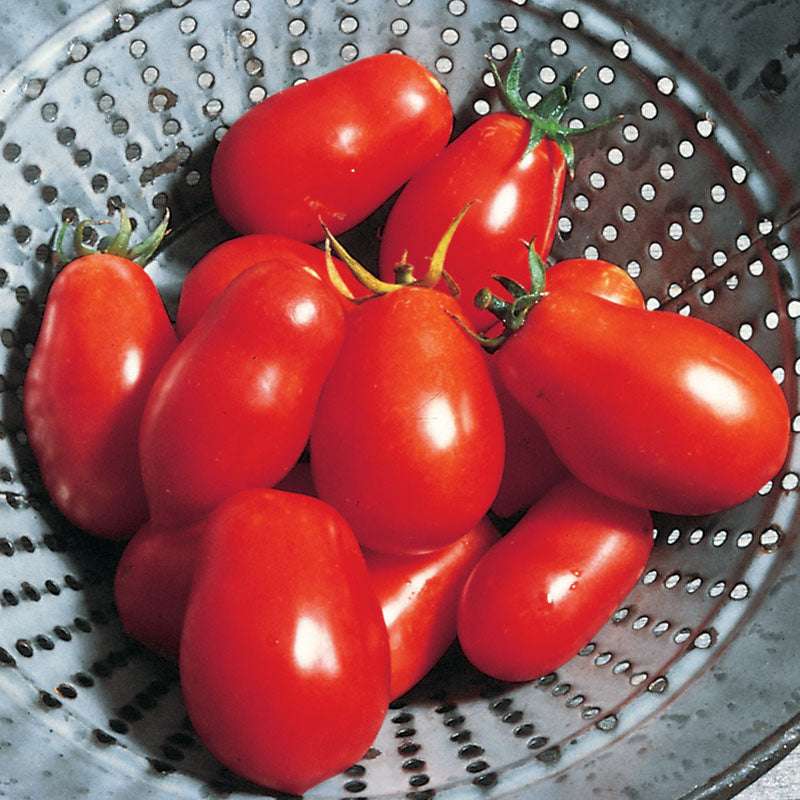 Tomato Roma VF Seed – Harris Seeds