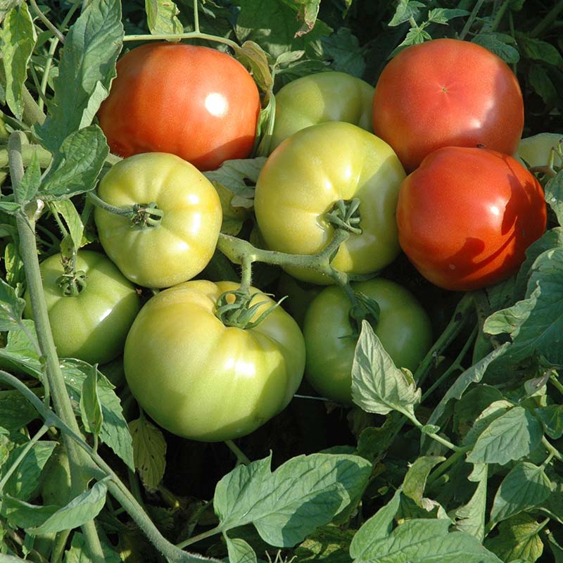 Tomato Mountain Fresh Plus F1 Seed – Harris Seeds