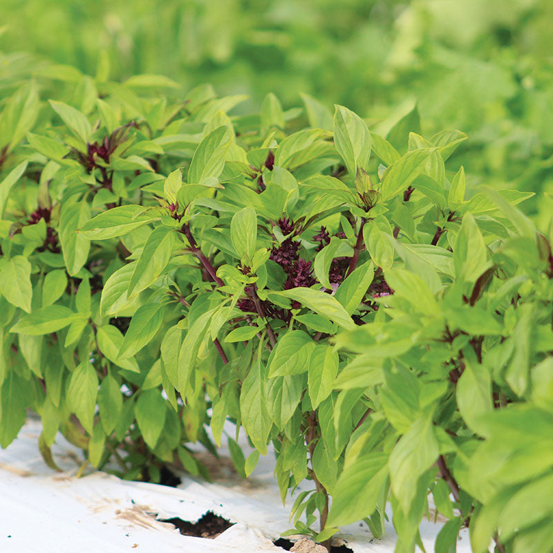 Basil Siam Queen Seed – Harris Seeds