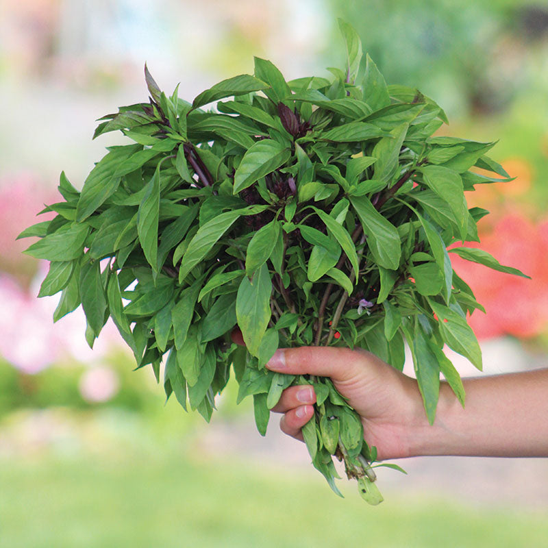 Basil Siam Queen Seed – Harris Seeds