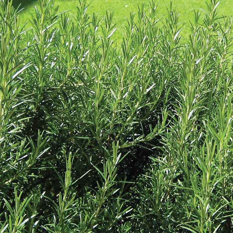 Rosemary Seed – Harris Seeds