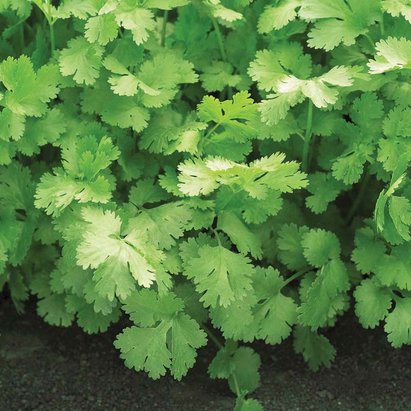 Cilantro Santo Seed – Harris Seeds