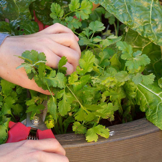 Cilantro Santo Seed – Harris Seeds