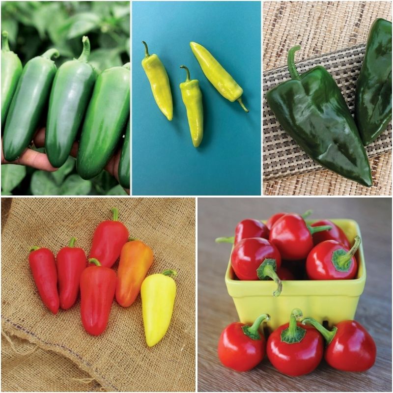 Pepper Seed Collection - Hot Peppers Seed – Harris Seeds
