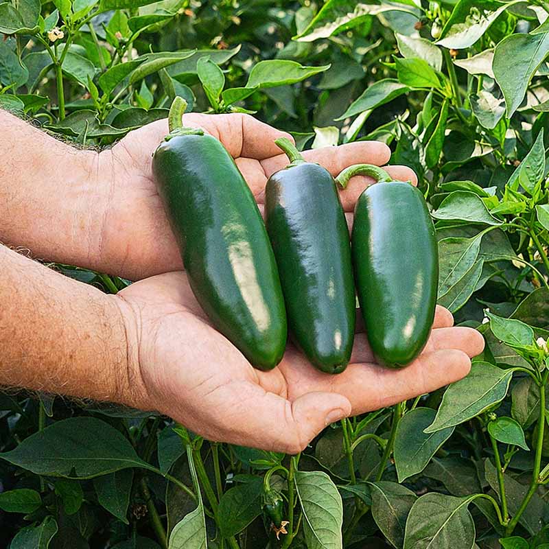 Pepper Seed Collection - Hot Peppers Seed – Harris Seeds