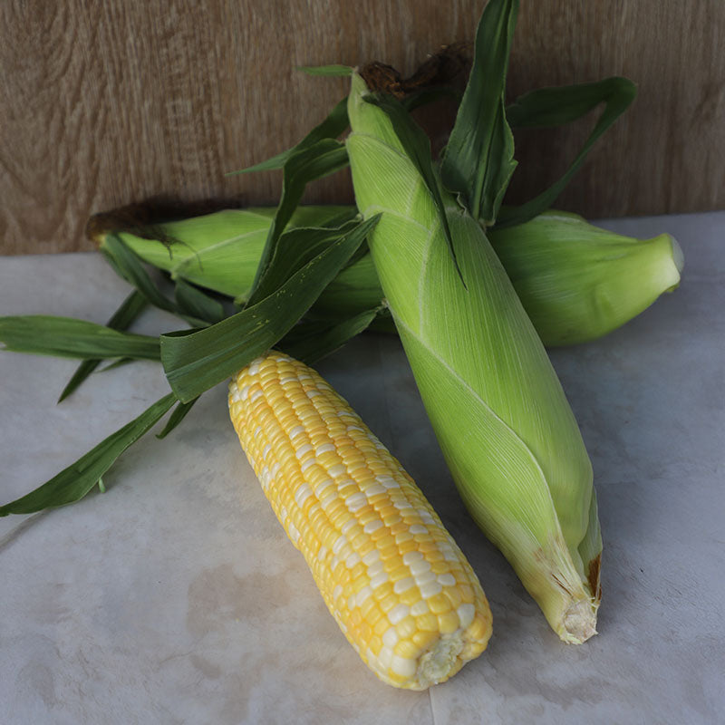 Sweet Corn Montauk F1 Seed – Harris Seeds