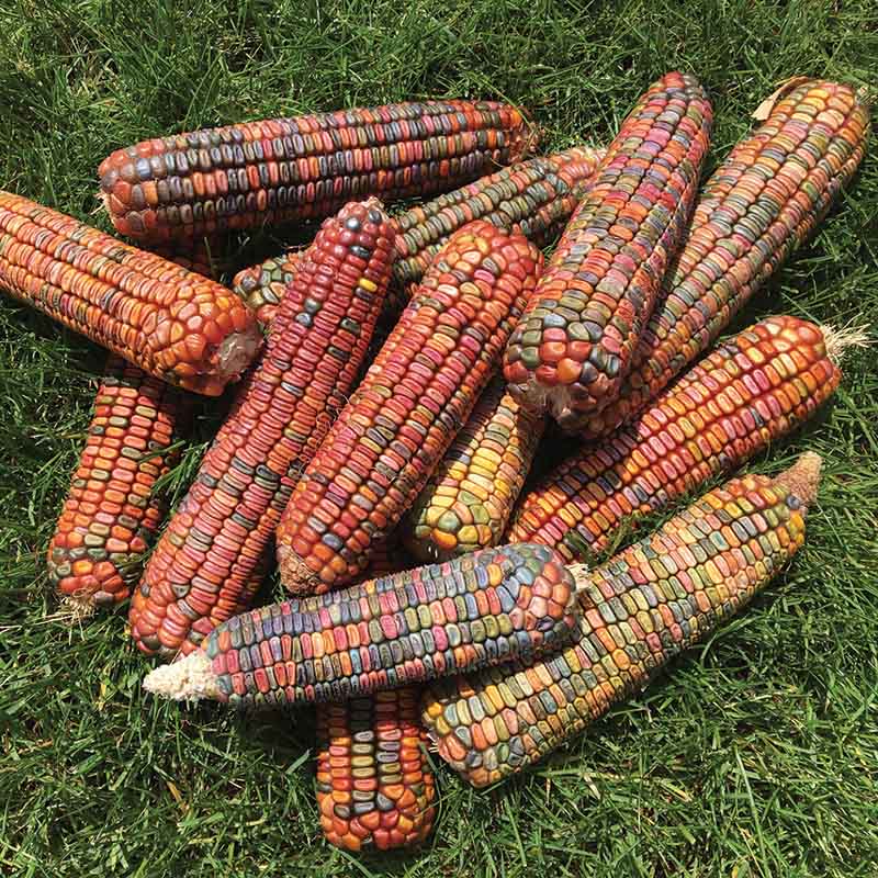 Ornamental Corn Earth Tones Dent Seed – Harris Seeds