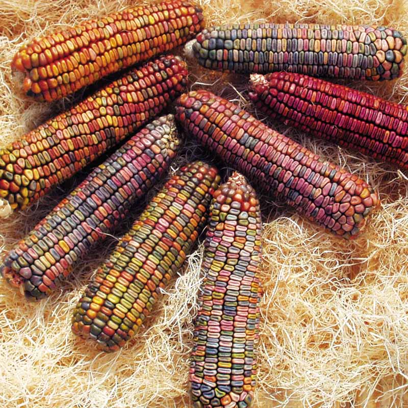 Ornamental Corn Earth Tones Dent Seed – Harris Seeds
