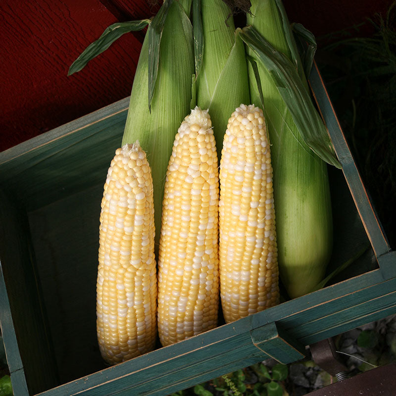 Sweet Corn Delectable F1 Seed – Harris Seeds