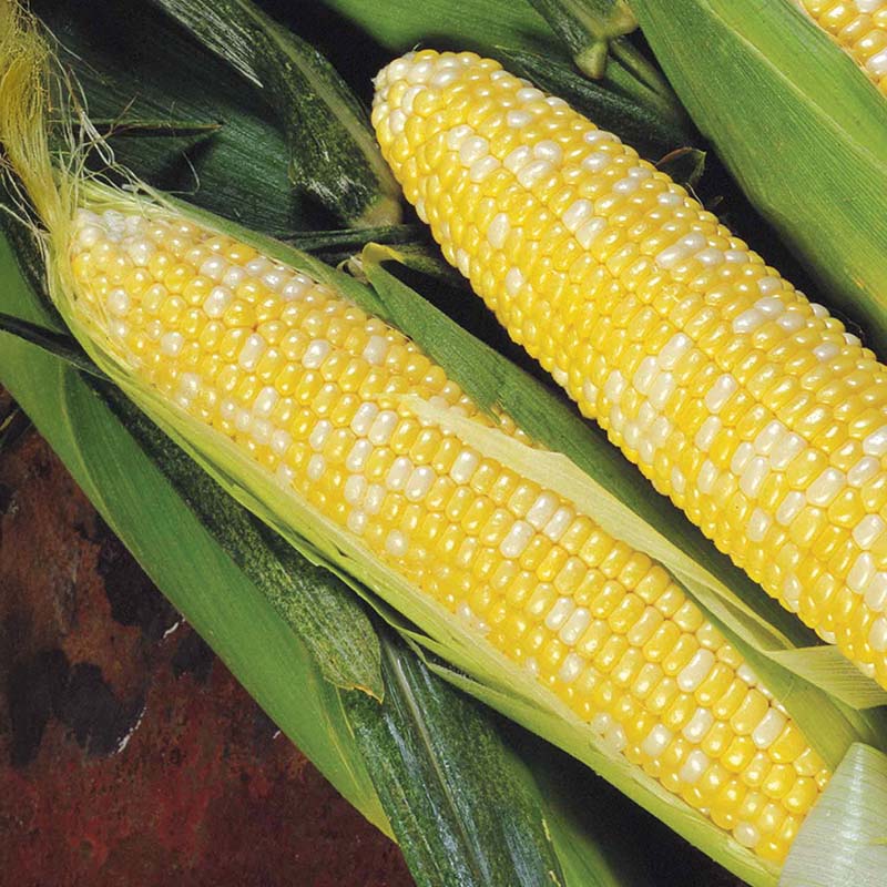 Sweet Corn Delectable F1 Seed – Harris Seeds