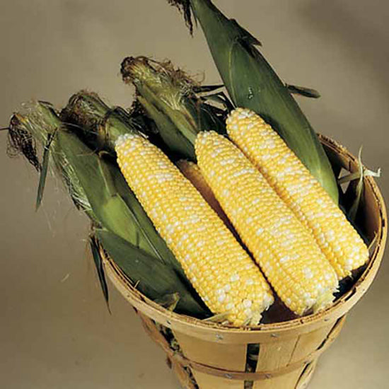 Sweet Corn Delectable F1 Seed – Harris Seeds