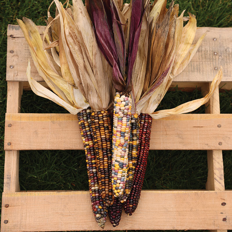 Ornamental Corn Fiesta F1 Seed – Harris Seeds