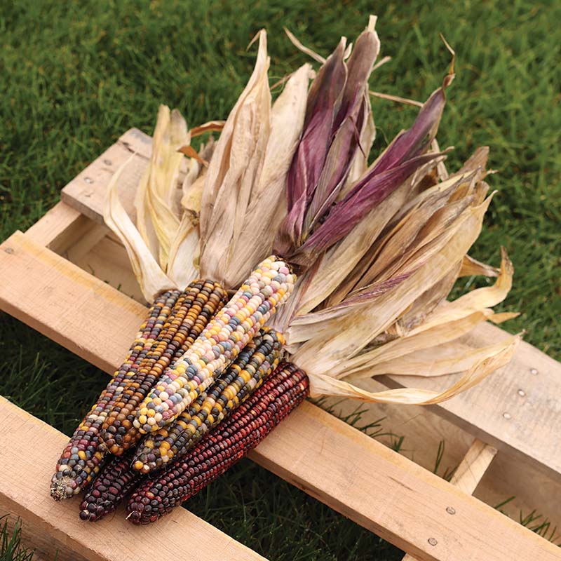 Ornamental Corn Fiesta F1 Seed – Harris Seeds