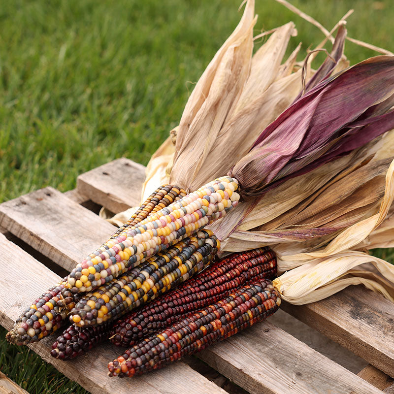 Ornamental Corn Fiesta F1 Seed – Harris Seeds
