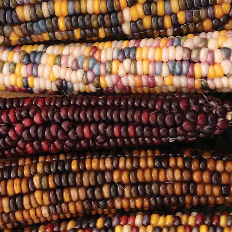 Ornamental Corn Fiesta F1 Seed – Harris Seeds