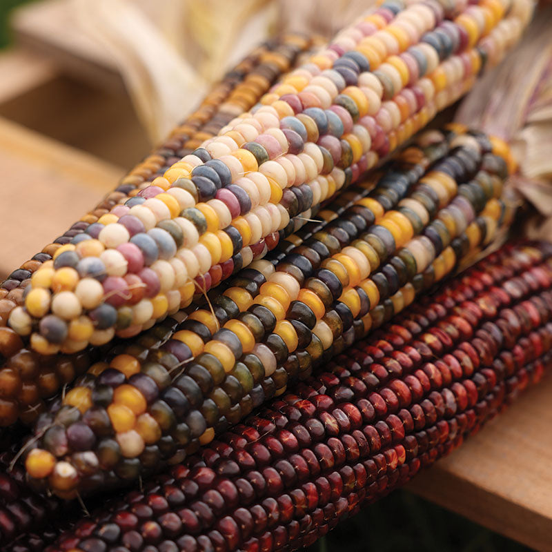 Ornamental Corn Fiesta F1 Seed – Harris Seeds