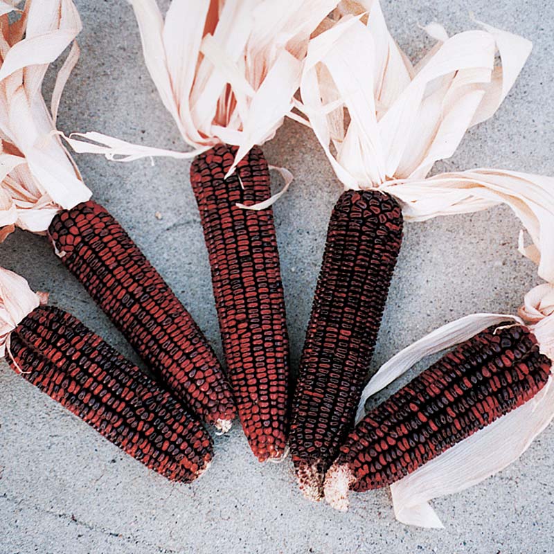 Ornamental Corn Bloody Butcher Seed – Harris Seeds